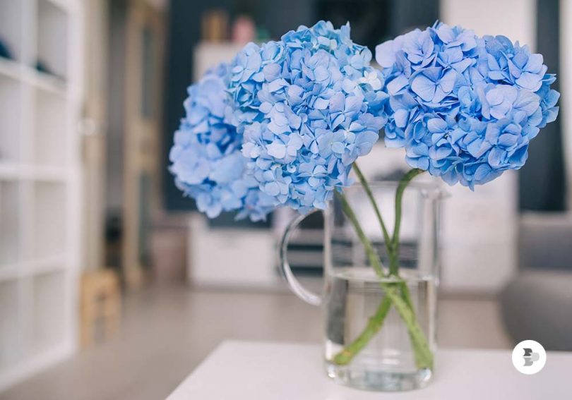 Confira 5 espécies de flores para cuidar na Primavera | Blog Colombo