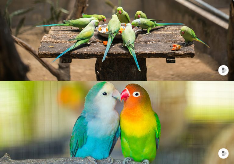 Saiba como criar agapórnis: A ave do amor | Blog Lojas Colombo