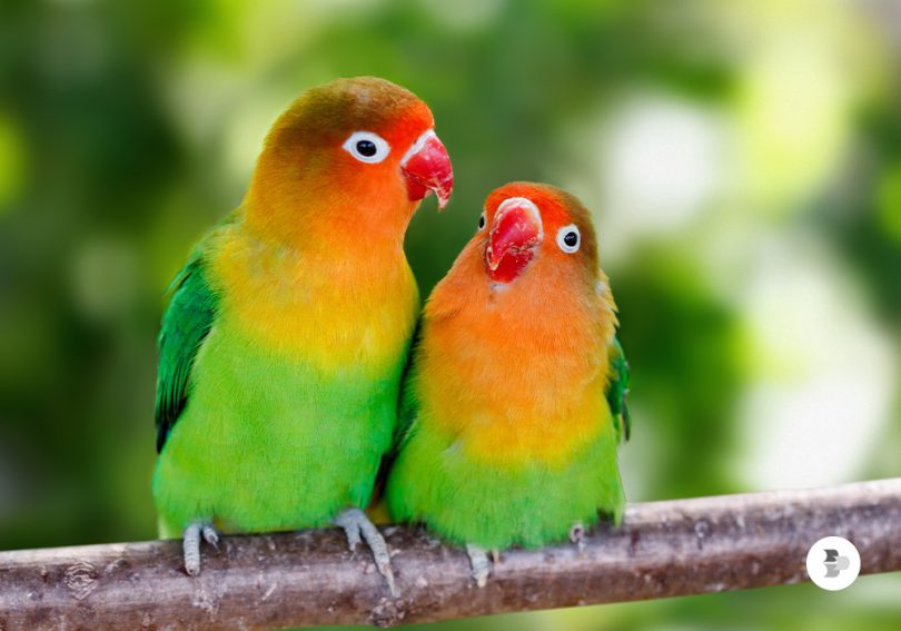 Saiba como criar agapórnis: A ave do amor | Blog Lojas Colombo